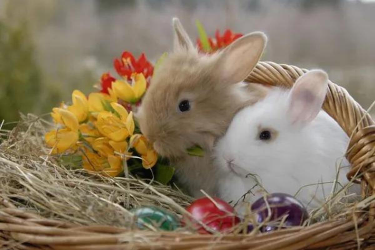 How to Know How Old a Rabbit Is - Learn to Tell a Rabbit’s Age