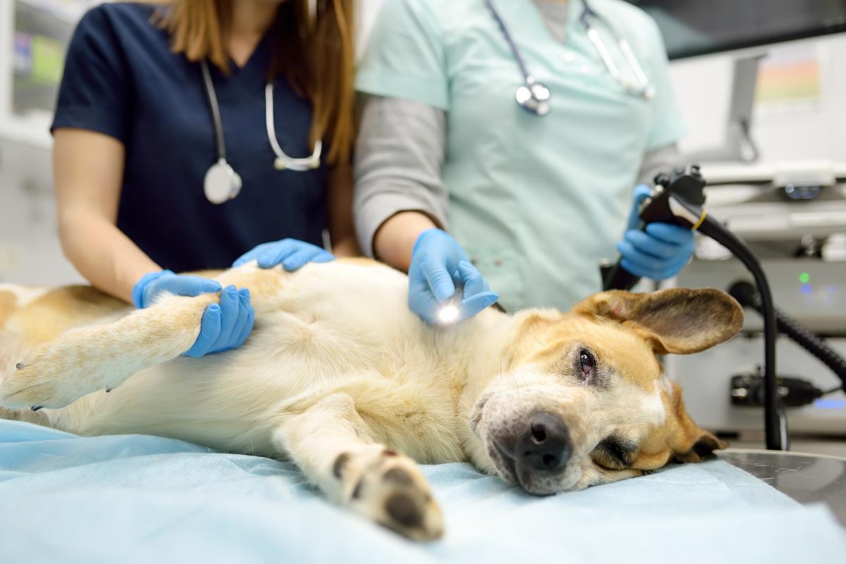 Canine Spleen Tumor - Symptoms and Treatment