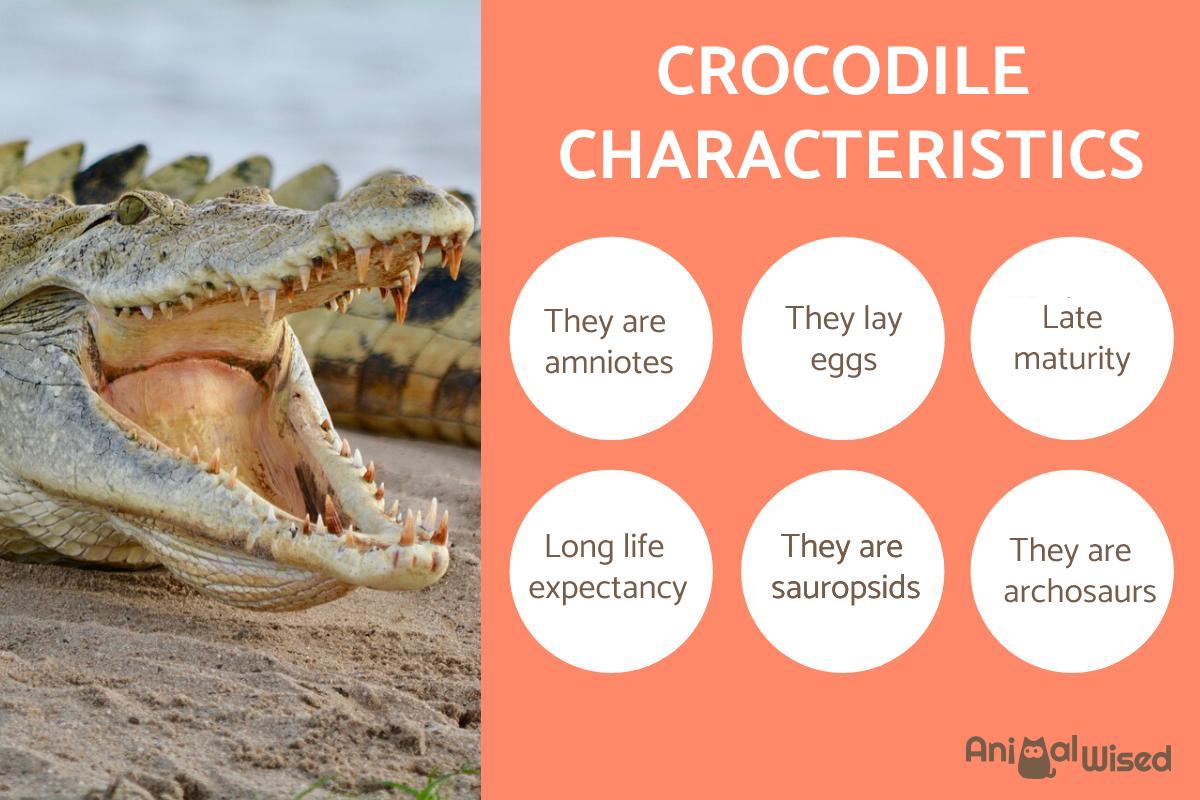 How Do Crocodiles Reproduce? - Courtship, Mating, Incubation and Hatching