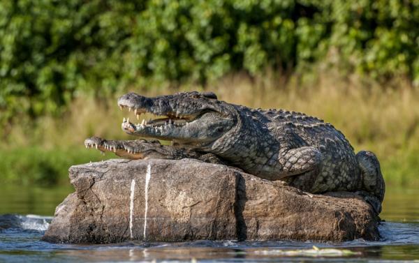 How Do Crocodiles Reproduce? - Courtship, Mating, Incubation and Hatching