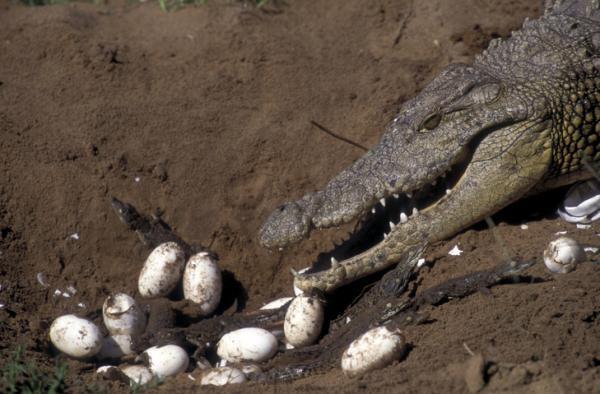 How Do Crocodiles Reproduce? - Courtship, Mating, Incubation and Hatching