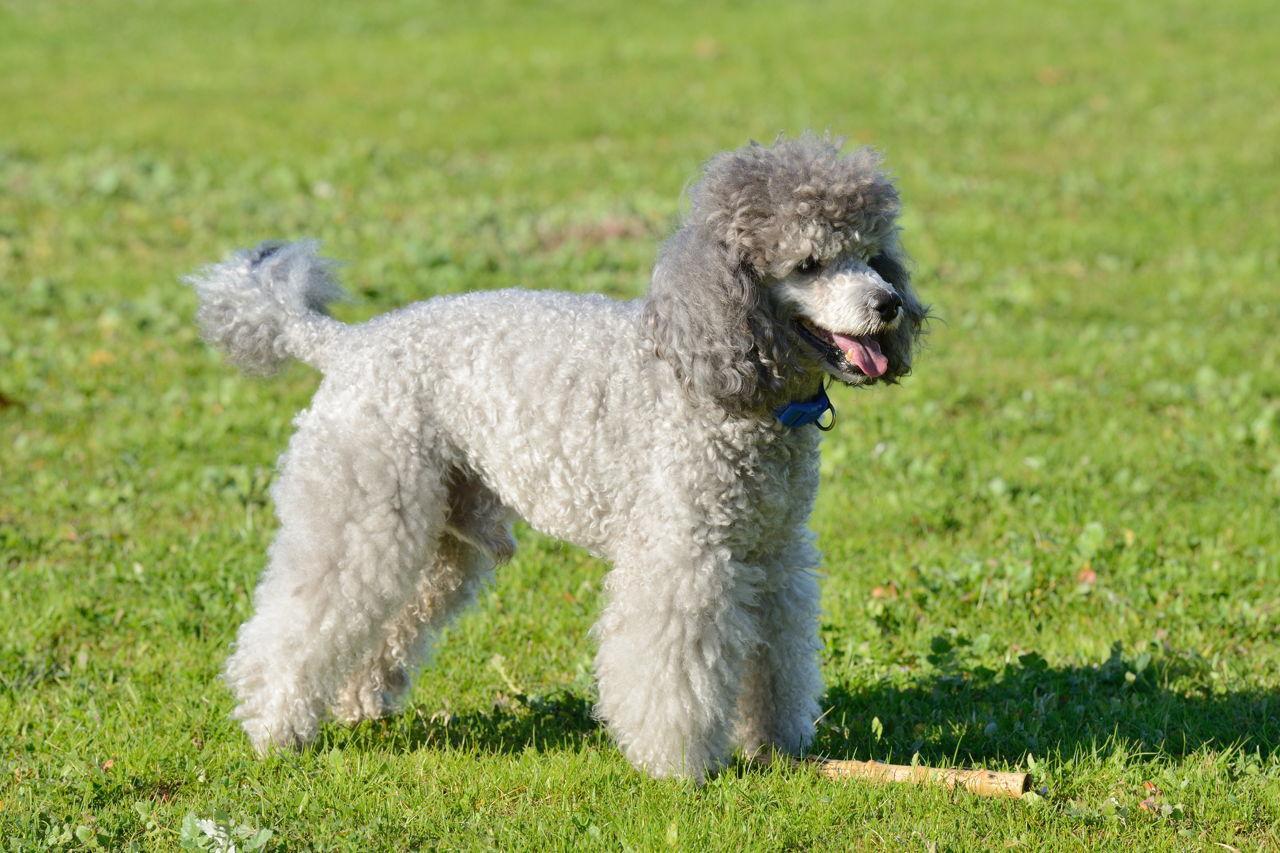 150+ Great Names for Gray Dogs - Male & Female