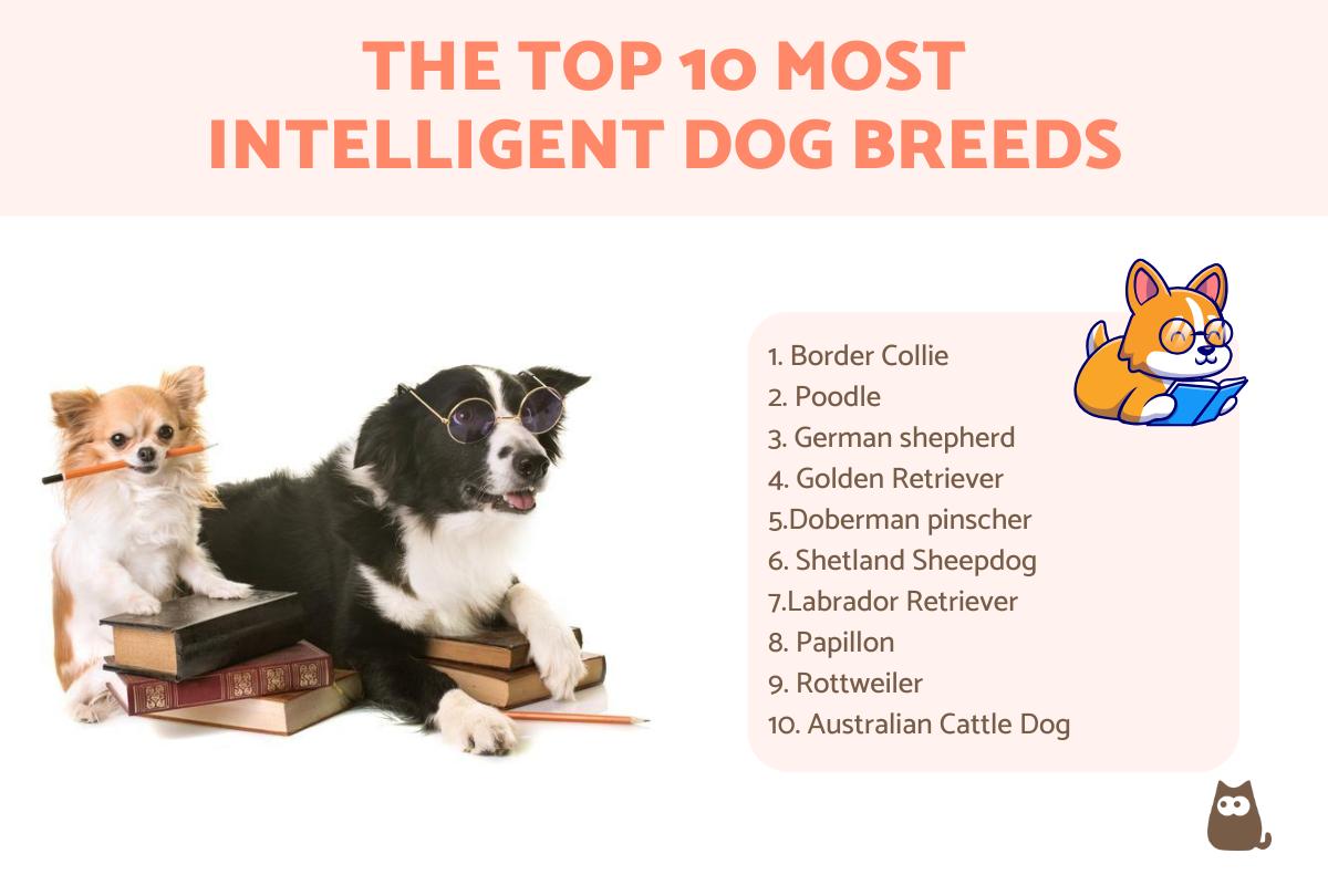 The Most Intelligent Dog Breeds According to Stanley Coren - Complete List