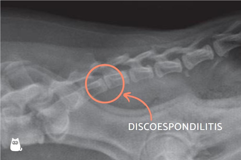Canine Discospondylitis - Symptoms, Causes and Treatment