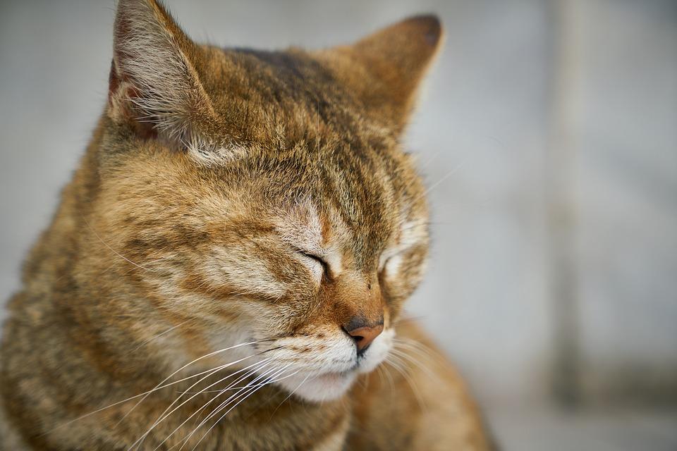 Feline Rhinotracheitis - Cat Herpesvirus