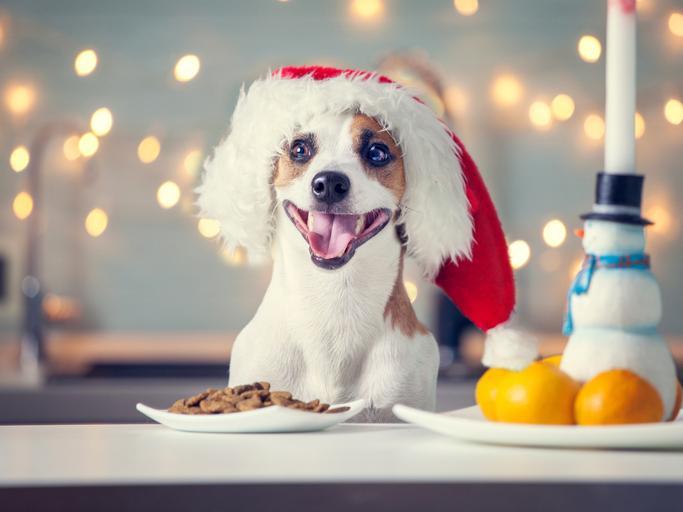 Homemade Christmas Dinner for Dogs - Appetizer, Entrée and Dessert