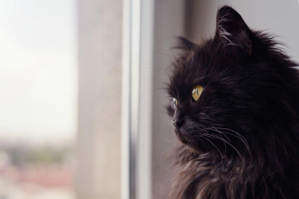 How Long Can Cats Be Left Alone? - Leaving Cats Home Alone