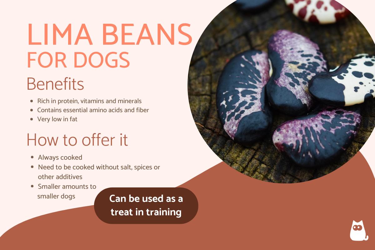 Can Dogs Eat Lima Beans? - Butter Bean Safety and Side Effects