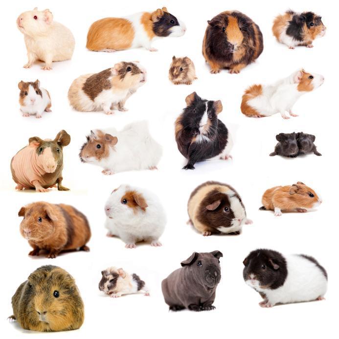 Guinea Pig Breeds: Hair Types and Colors