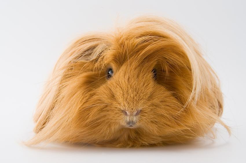 Guinea Pig Breeds: Hair Types and Colors