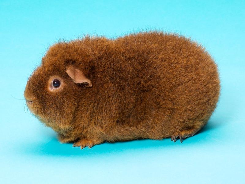 Guinea Pig Breeds: Hair Types and Colors