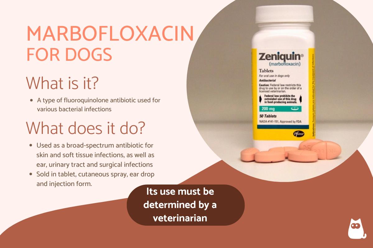 Marbofloxacin for Dogs - Uses, Dosage and Side Effects