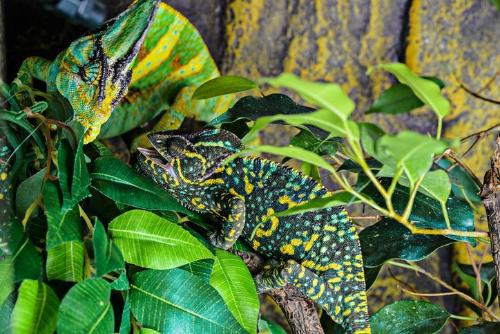Why Can a Chameleon Change Color? - Answers and Facts