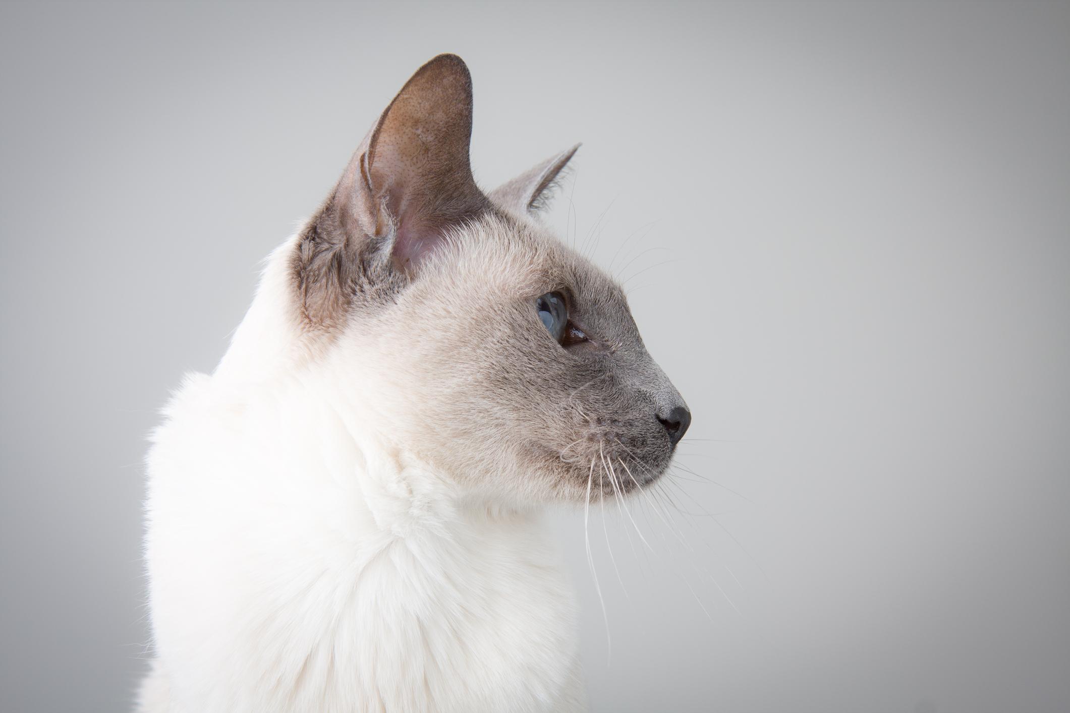 What Is the Henry's Pocket in Cats? - Cutaneous Marginal Pouch Function