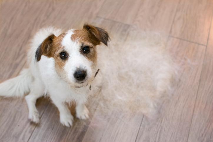 Dog Shedding - Symptoms, Seasons & Duration