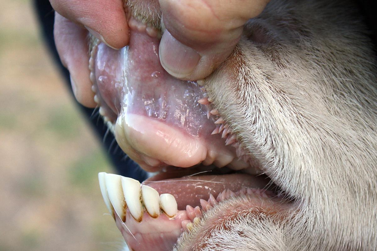 Do Cows Have Teeth on Top? - A Detailed Look at How the Teeth of Cows