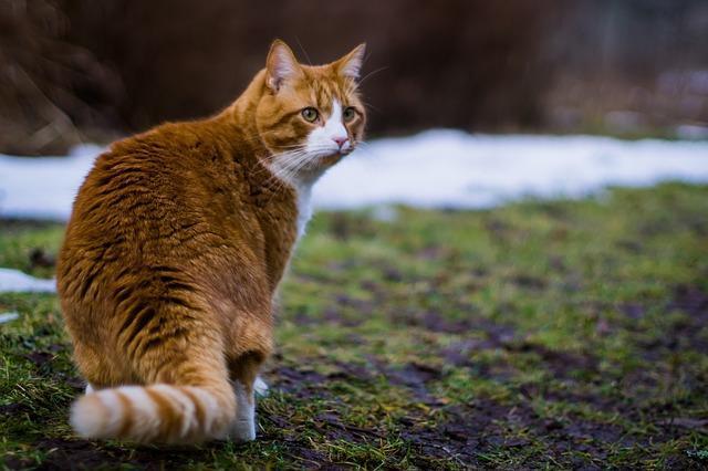 Orange Tabby Cat Name List - Male And Female