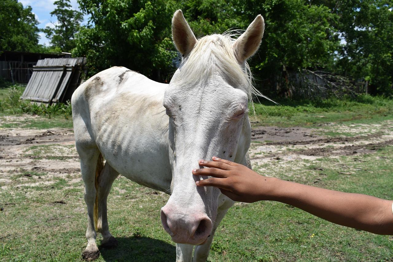 Catosal for Animals - Uses, Dosage and Side Effects
