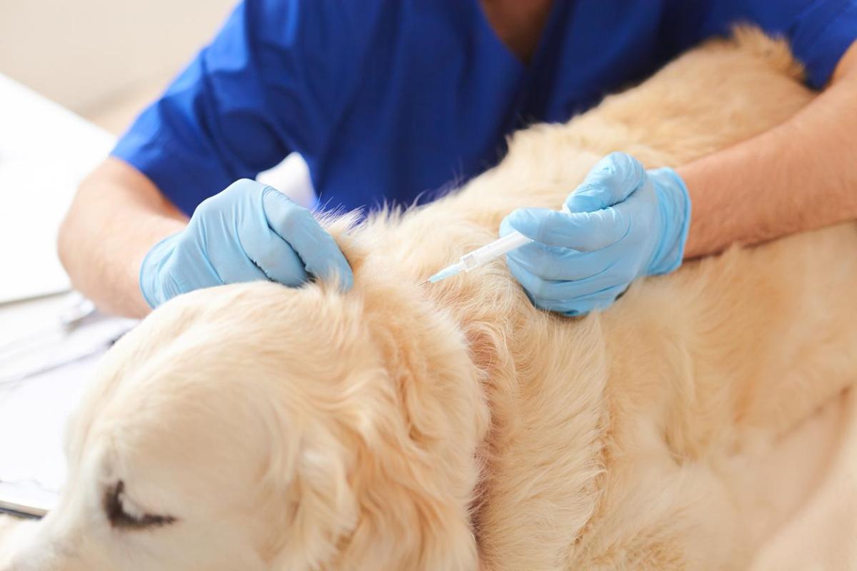 Catosal for Animals - Uses, Dosage and Side Effects