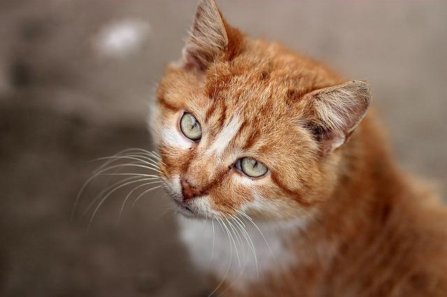 Orange Tabby Cat Name List - Male And Female