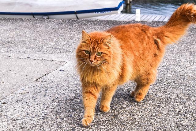 Orange Tabby Cat Name List - Male And Female