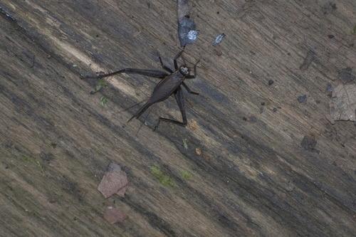 Different Types of Crickets - Cricket Species Types With Photos