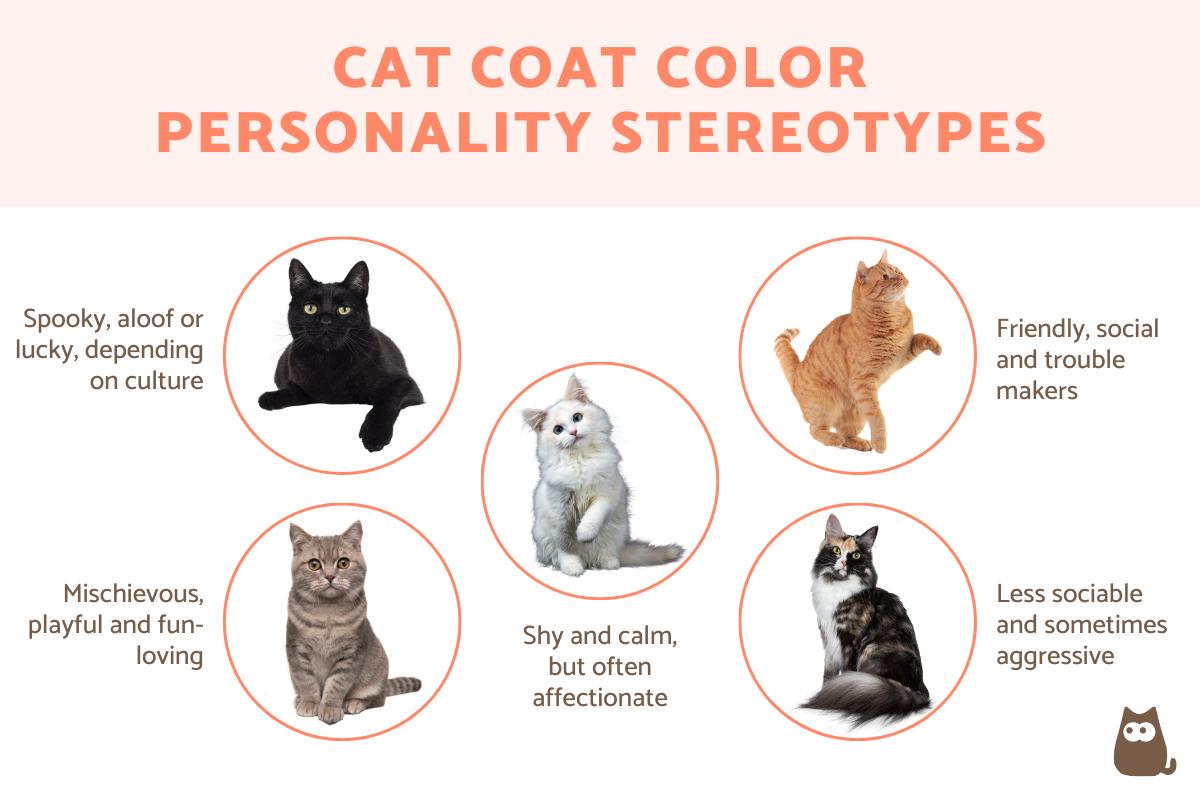 Does A Cat's Color Influence Their Personality? - Cat Color Personality ...