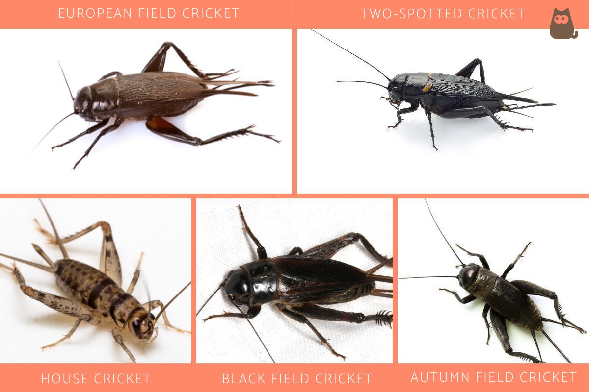 Different Types of Crickets - Cricket Species Types With Photos