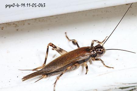 Different Types of Crickets - Cricket Species Types With Photos