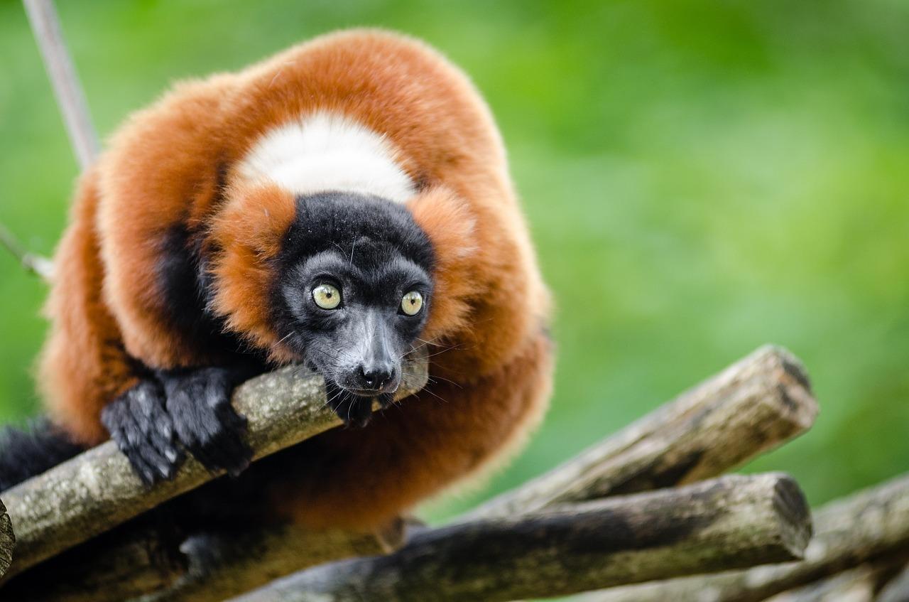 Where Do Lemurs Live? Habitat and Distribution