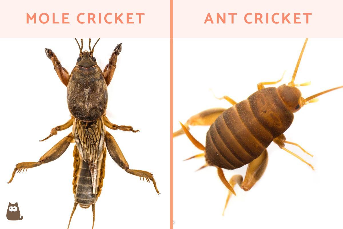 Different Types of Crickets - Cricket Species Types With Photos