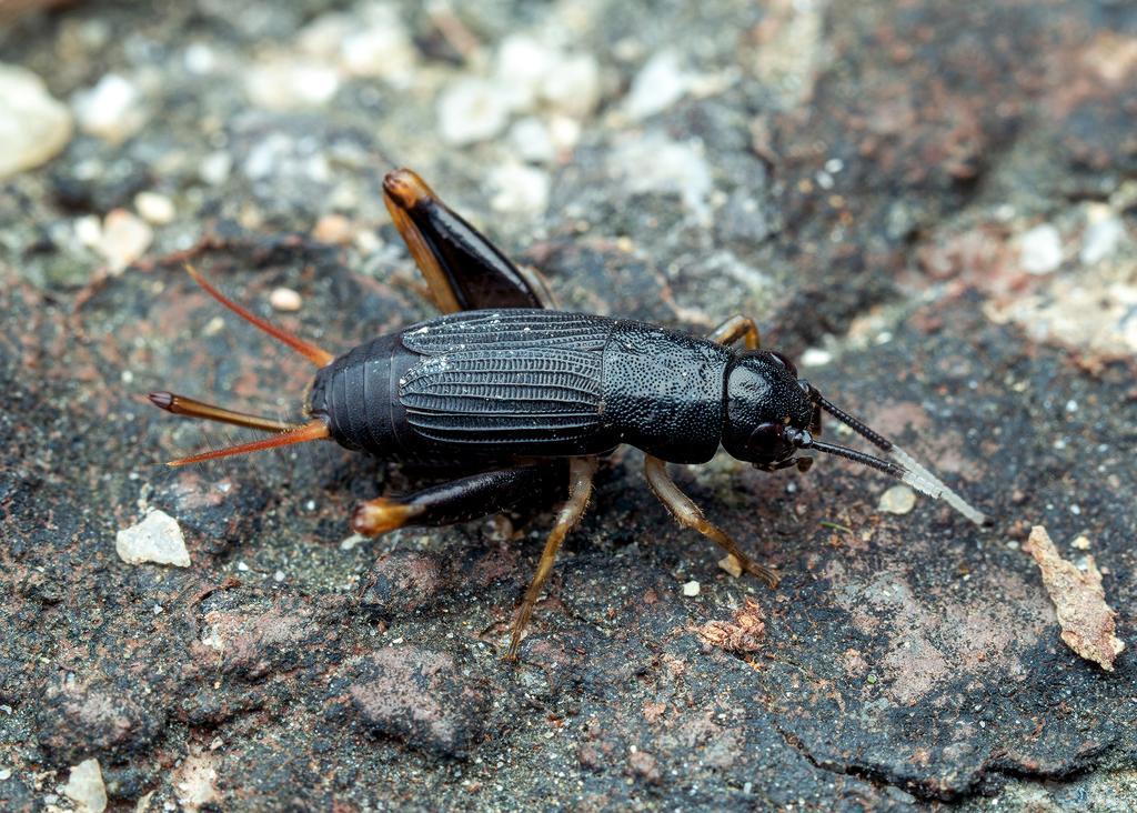 Different Types of Crickets - Cricket Species Types With Photos