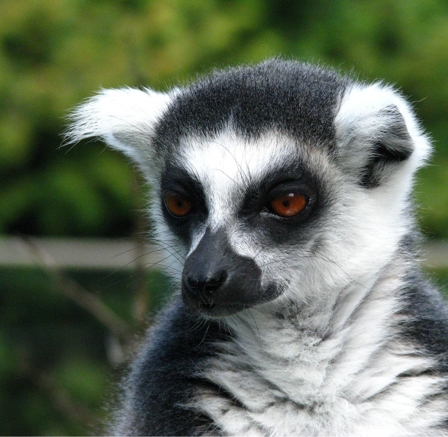 Where Do Lemurs Live? Habitat and Distribution