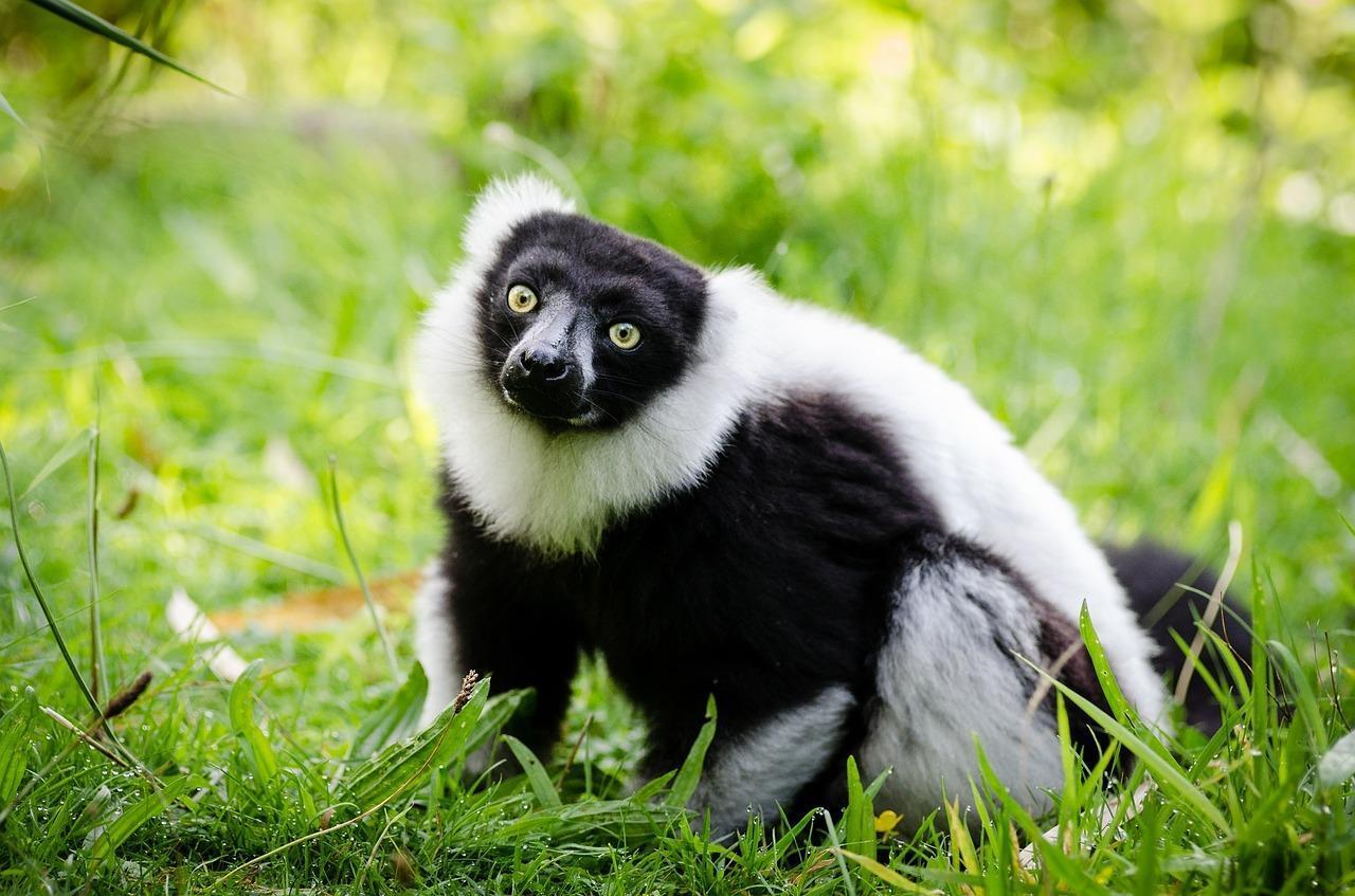 Where Do Lemurs Live? Habitat and Distribution