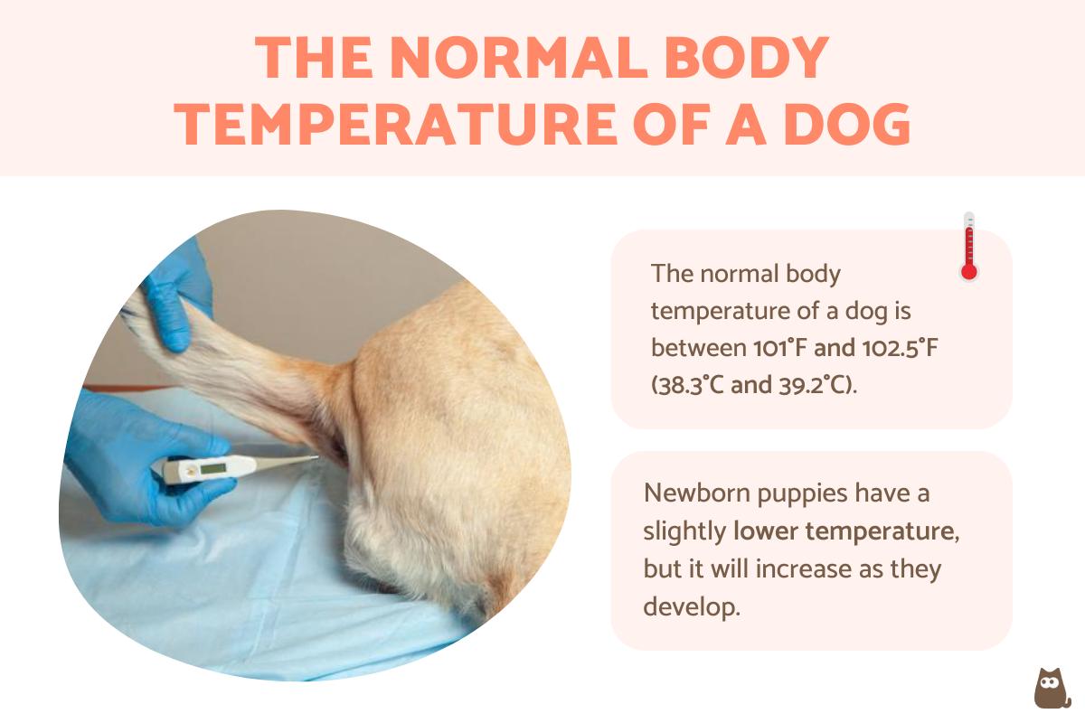 The Normal Body Temperature for Dogs - High and Low Temp