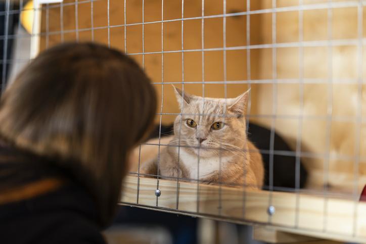 Neutering a Cat - Prices, Side Effects, Advantages, Procedure ...