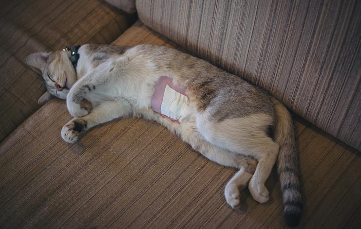 Neutering a Cat - Prices, Side Effects, Advantages, Procedure ...