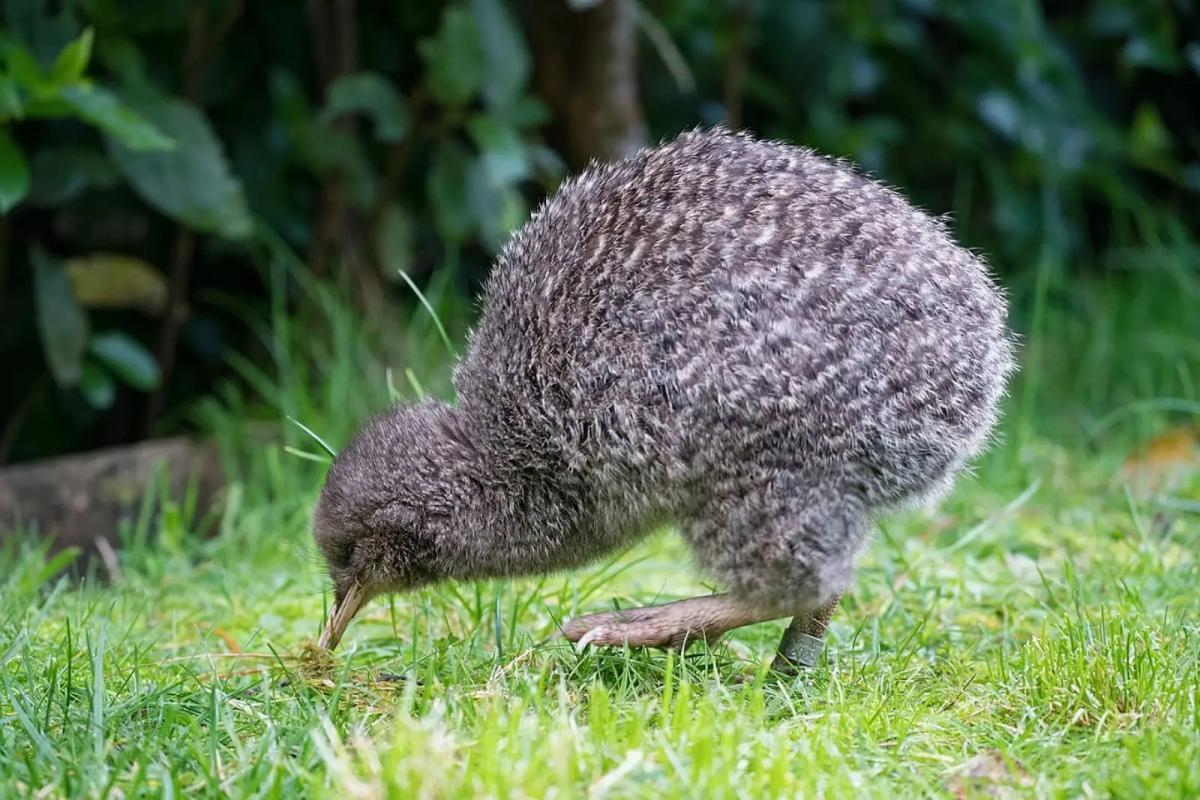 10 Ostrich-like Birds - What Is the Ostrich More Similar To?