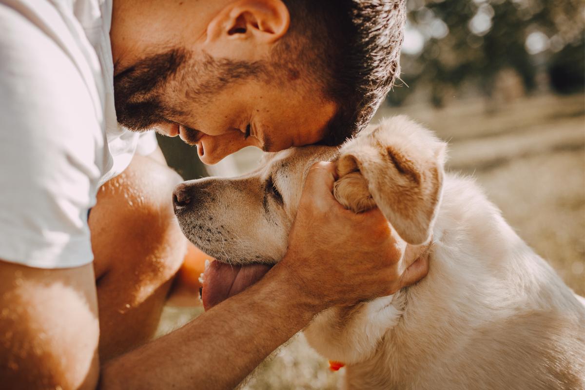 How to Know When to Euthanize a Senior Dog - Definition, Warning Signs ...