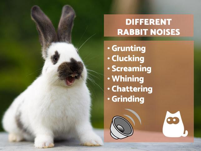 Why is My Rabbit Making Noises? - Different Bunny Sounds