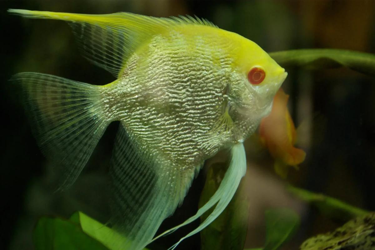 10 Types of Angelfish Varieties for Aquariums - Species and Colors