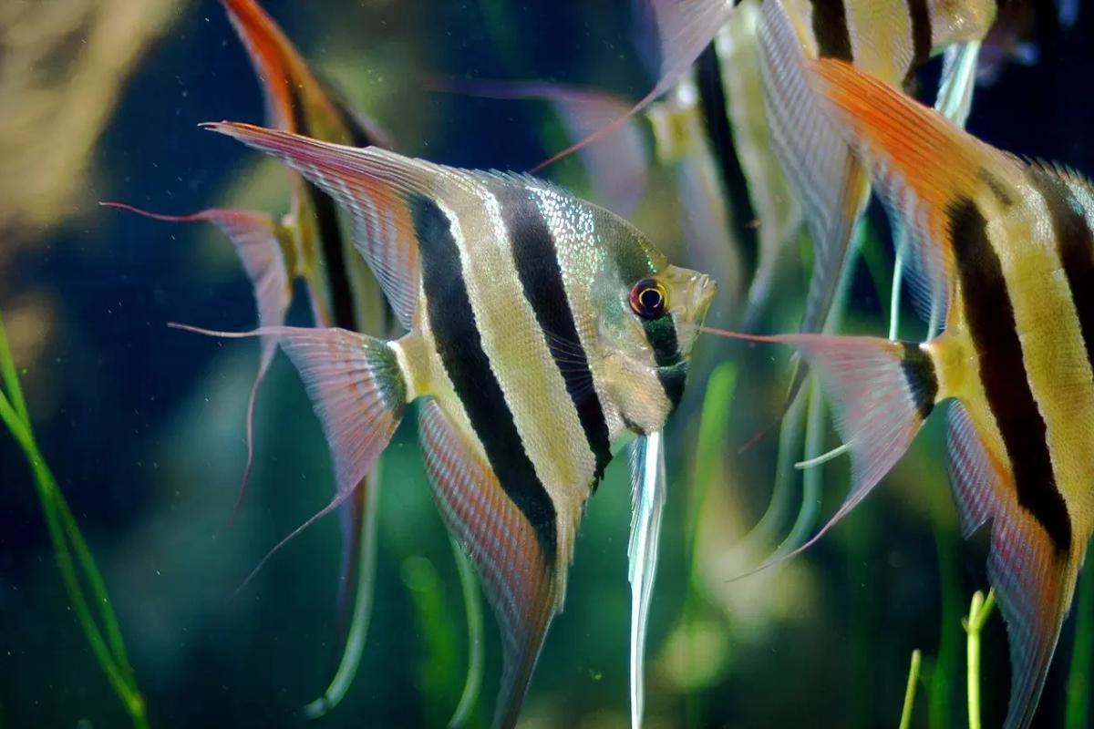 10 Types of Angelfish Varieties for Aquariums - Species and Colors