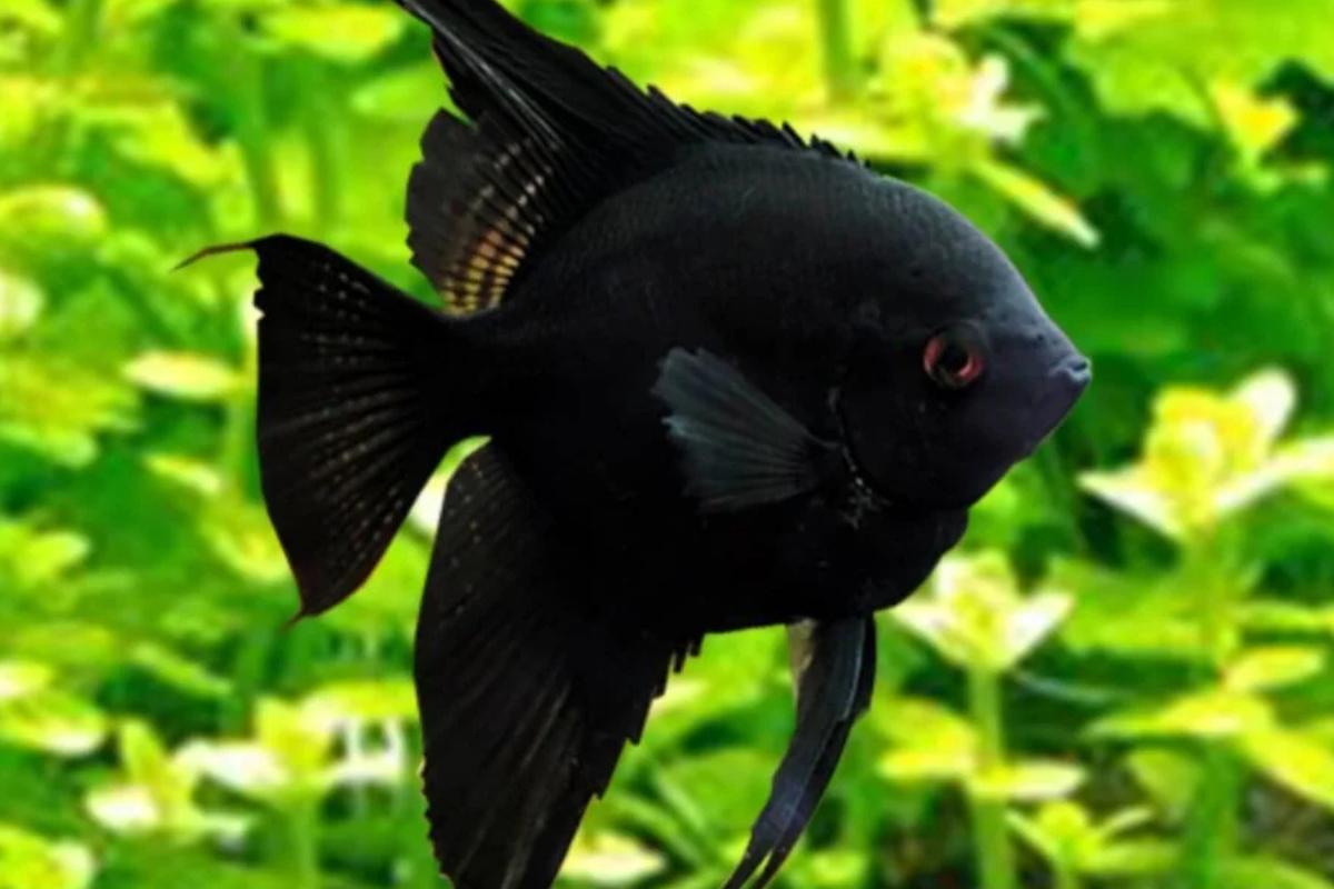 10 Types of Angelfish Varieties for Aquariums - Species and Colors