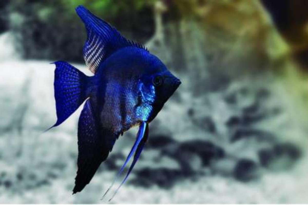 10 Types of Angelfish Varieties for Aquariums - Species and Colors