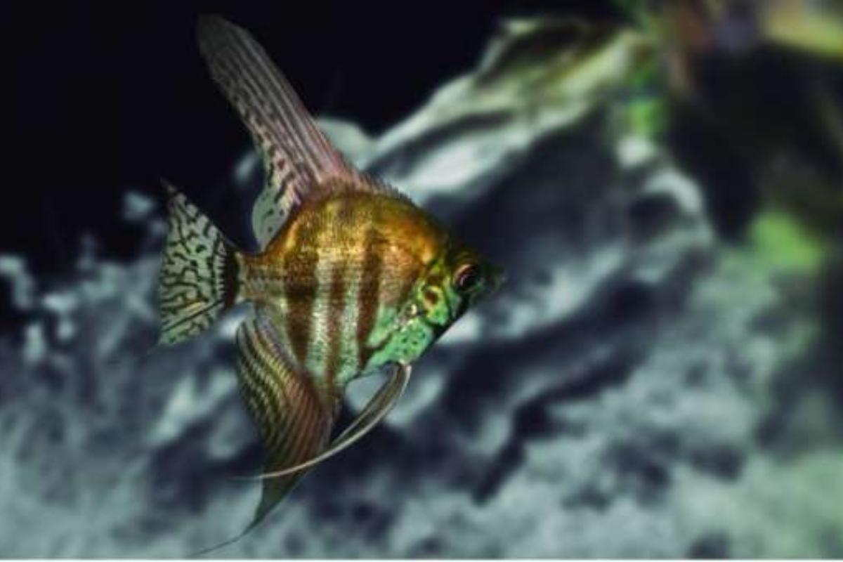 10 Types of Angelfish Varieties for Aquariums - Species and Colors