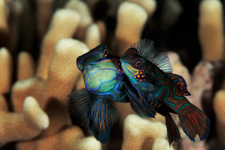 Fish Reproduction - Types and Examples