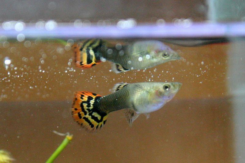 Fish Reproduction - Types and Examples