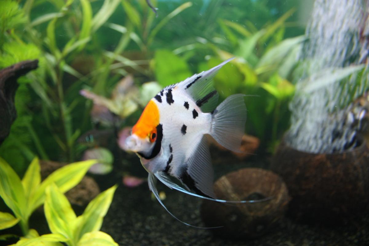 10 Types of Angelfish Varieties for Aquariums - Species and Colors