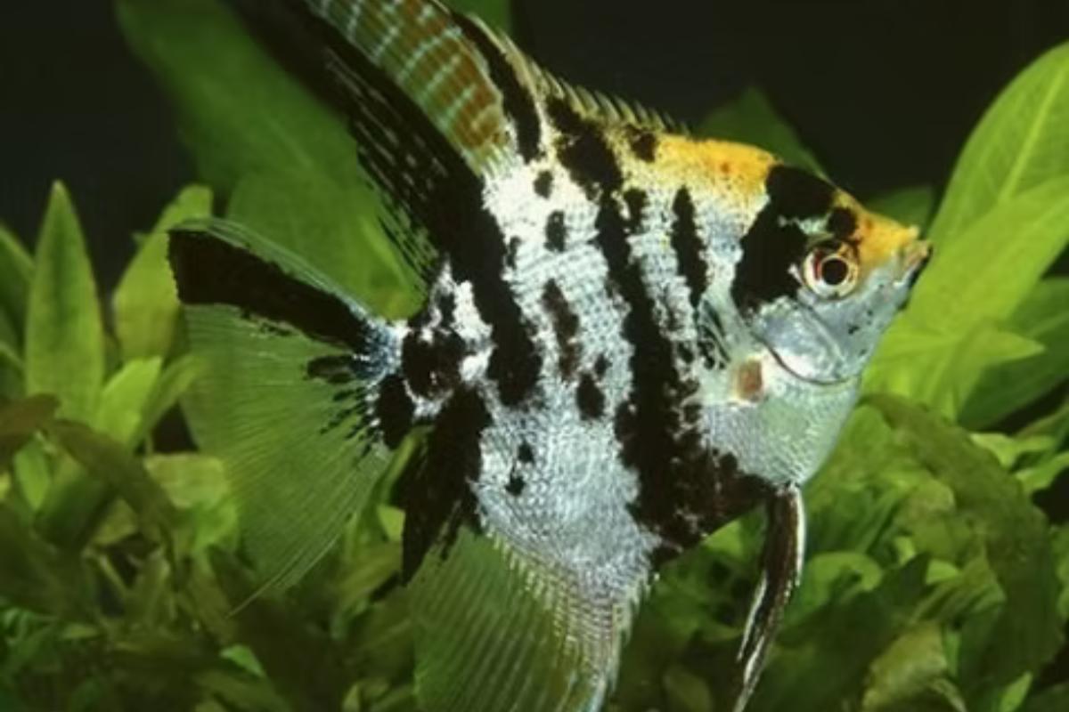 10 Types of Angelfish Varieties for Aquariums - Species and Colors