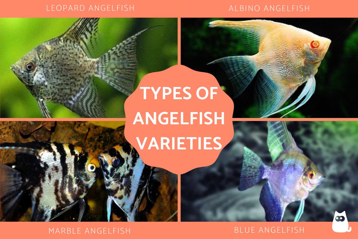 10 Types of Angelfish Varieties for Aquariums - Species and Colors